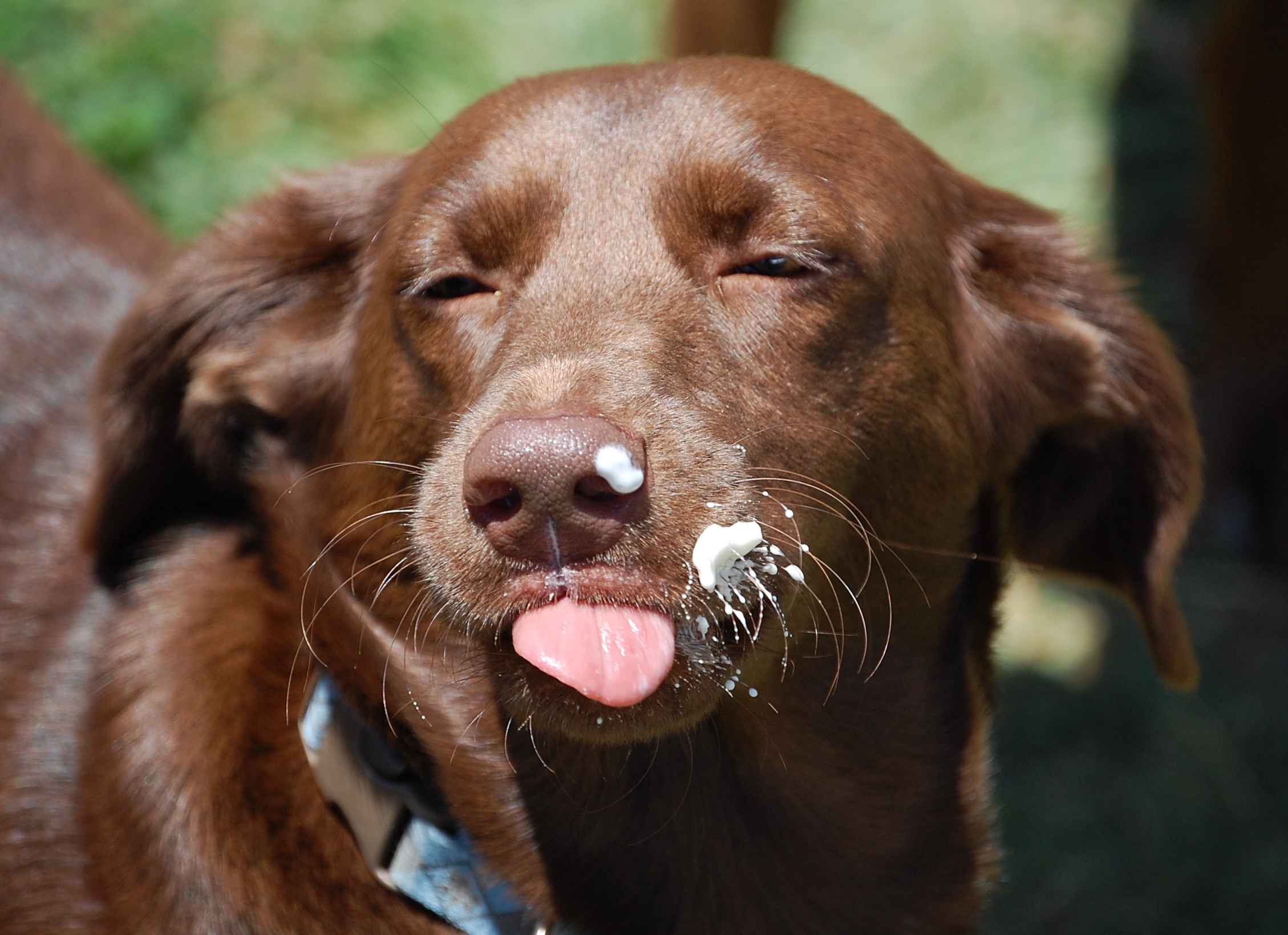 We’ll MEAT again | All Inclusive Luxury Canine Vacation Ranch | Winder ...