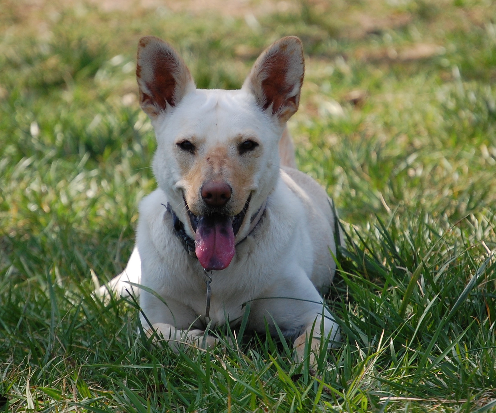 Meet Aspen a rare breed indeed | All Inclusive Luxury Canine Vacation ...