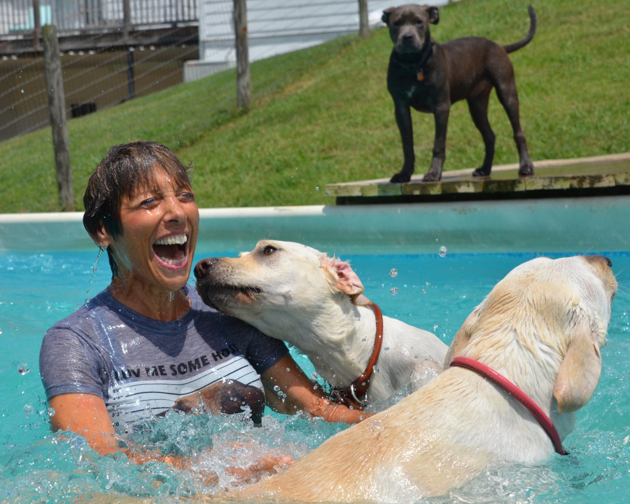 Swimming Pool for Dogs at Desperate Dogs all inclusive
